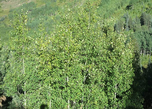 Fab Photos Friday: The Natural Beauty of Aspen, CO | TRAVELS WITH TAM