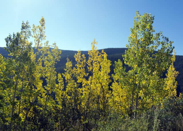 Fab Photos Friday: The Natural Beauty of Aspen, CO | TRAVELS WITH TAM