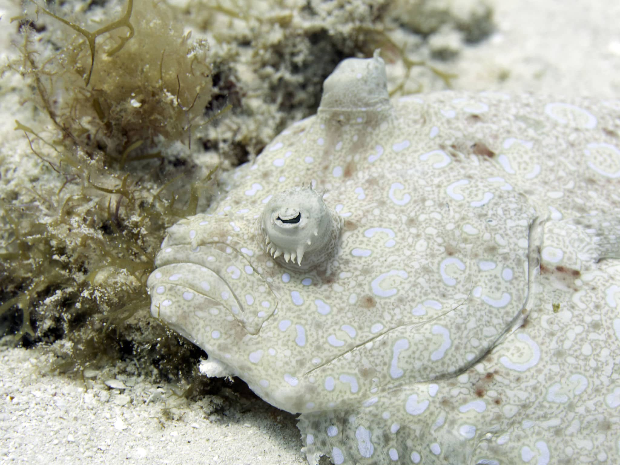 Fabulous Photo Friday returns with Fish Friends in Cozumel!