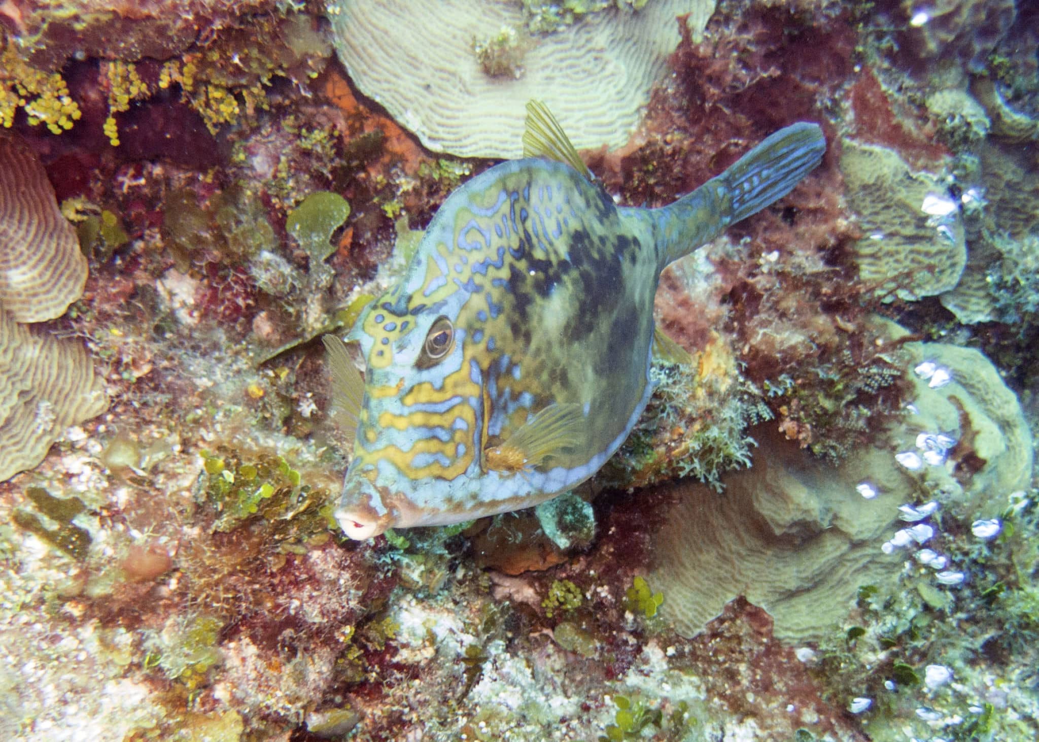 Fab Photos Friday: Let's Dive Cozumel