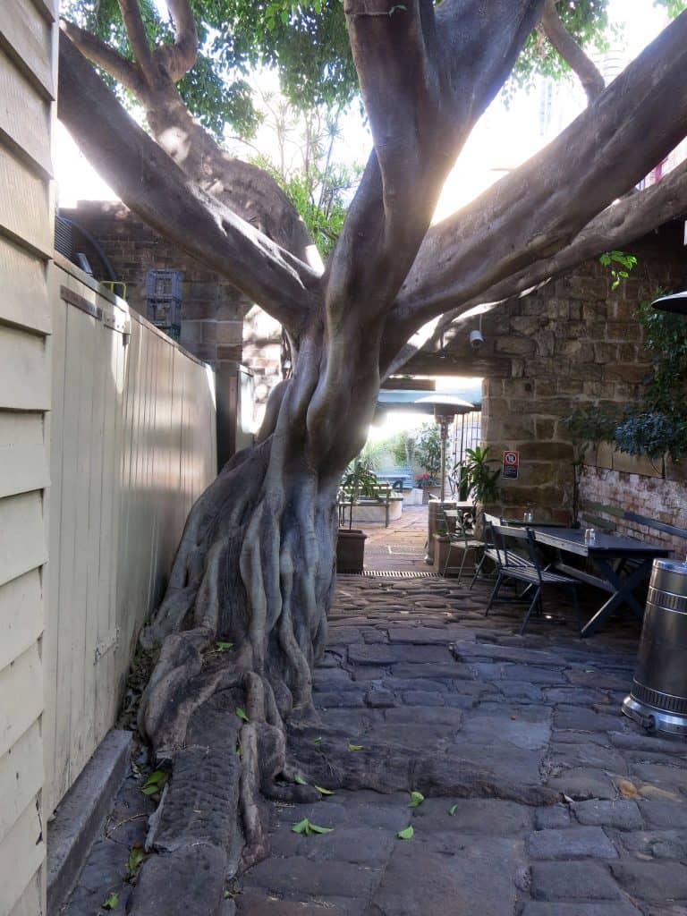 Taking a Tour of The Rocks, in Sydney