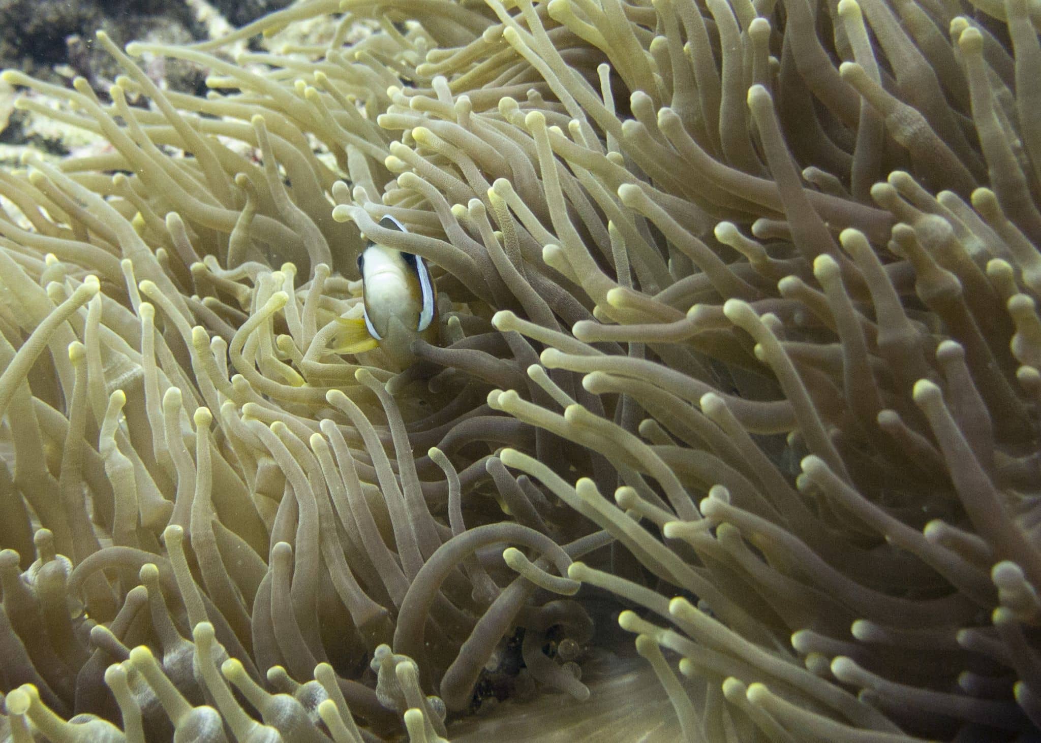 My Dive Experience in Bali