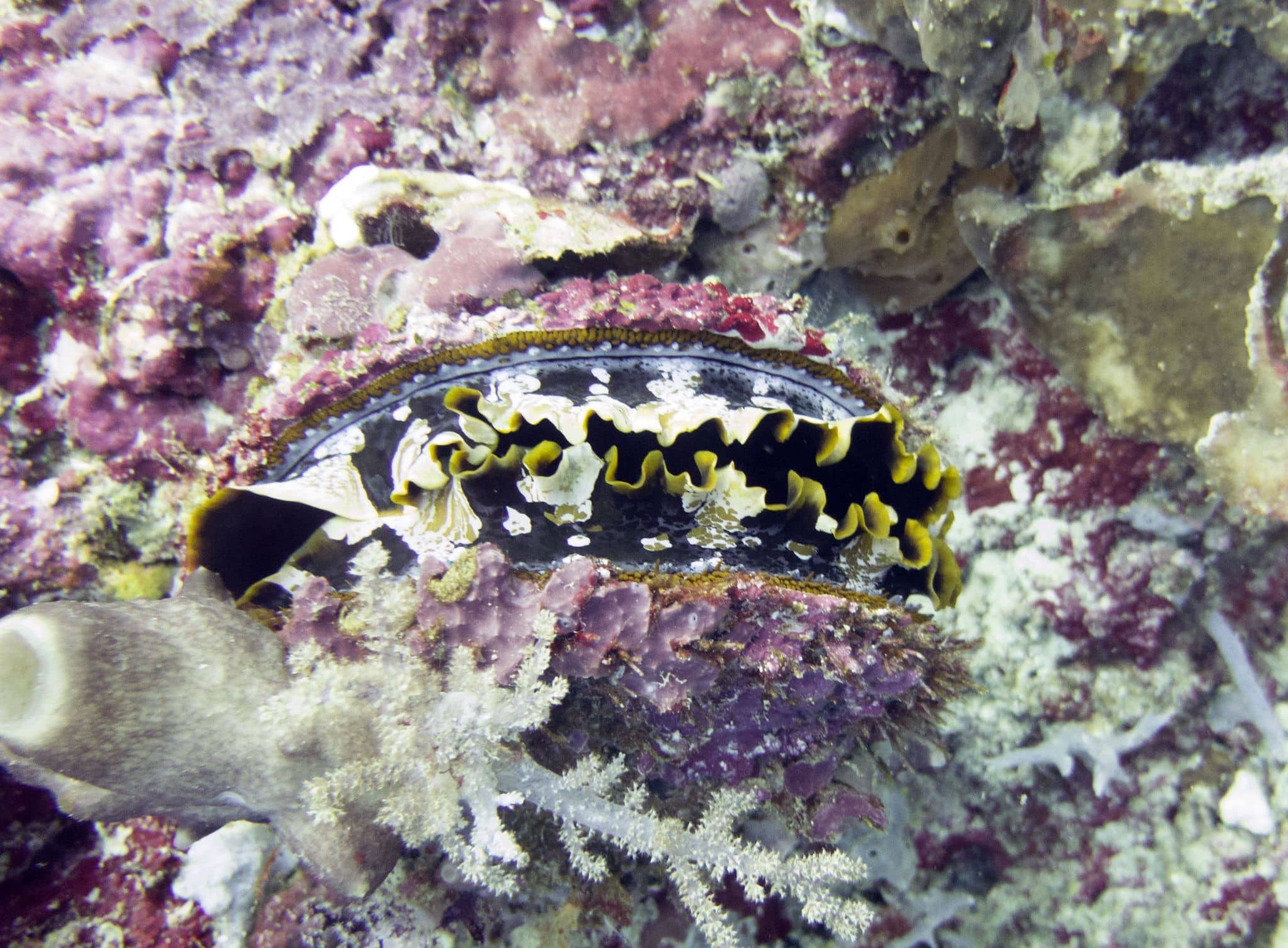 Diving Komodo: Angel Reef and Satonda Reef are Incredible!