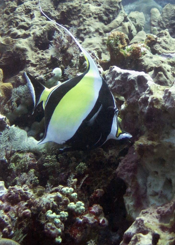 My Dive Experience in Bali