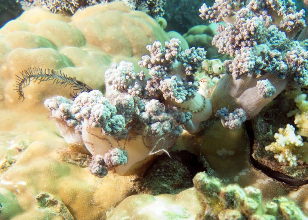 Diving Komodo: Angel Reef and Satonda Reef are Incredible!