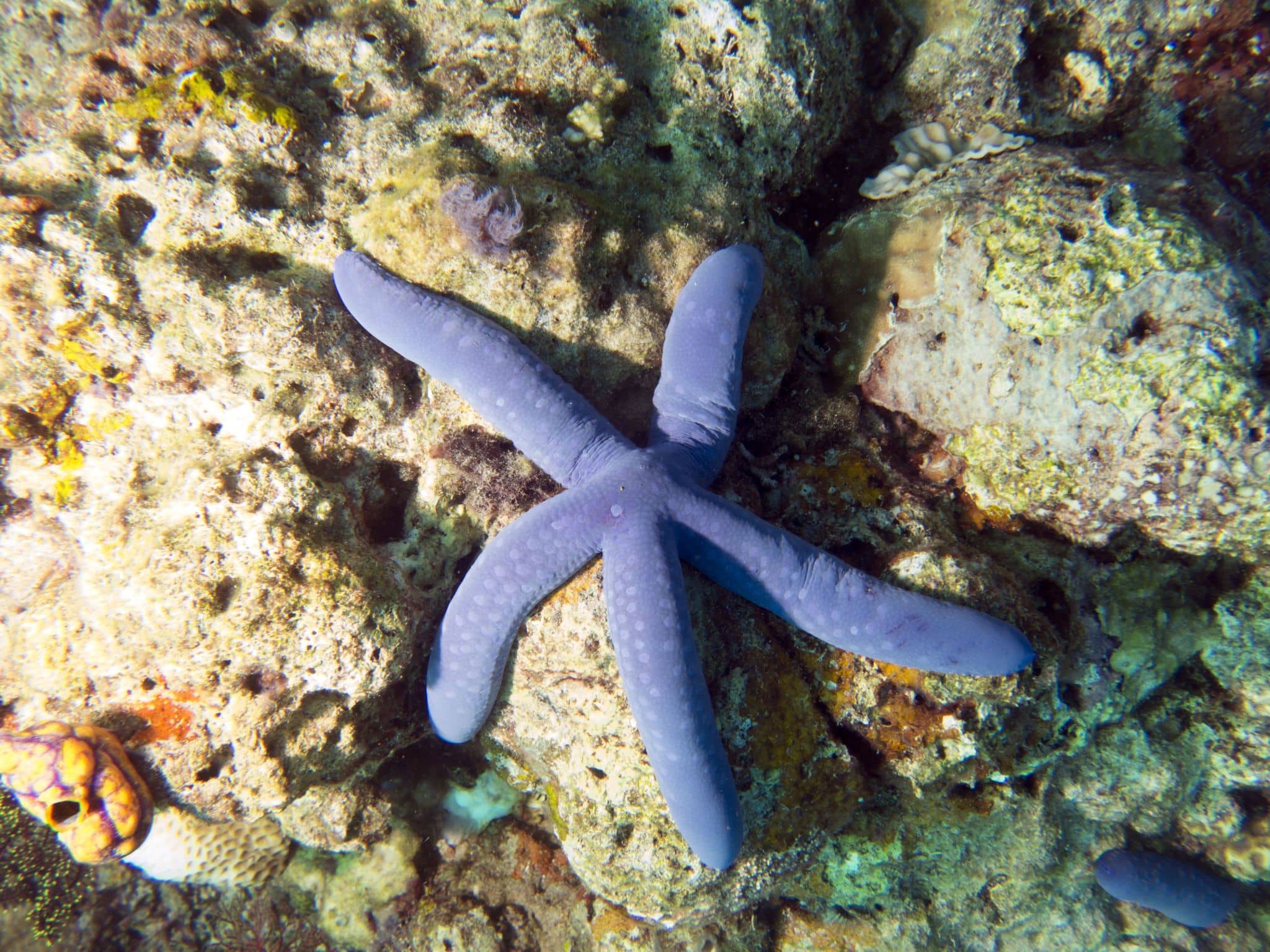 Diving Komodo: Angel Reef and Satonda Reef are Incredible!