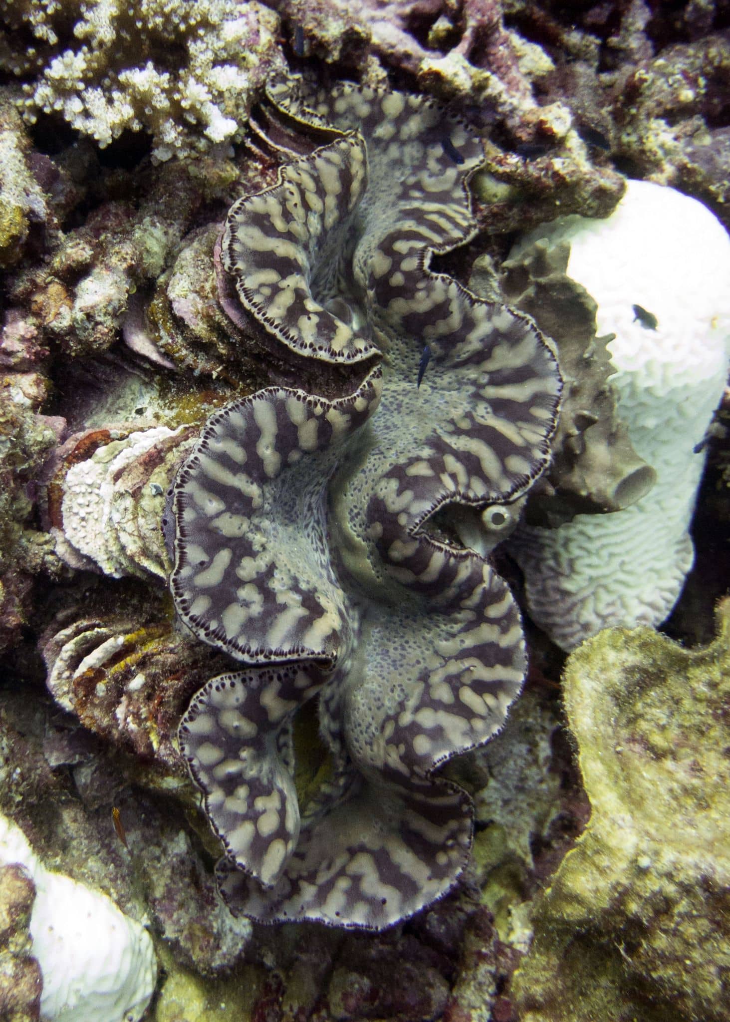 Diving Komodo: Angel Reef and Satonda Reef are Incredible!