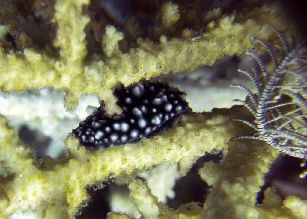 Diving Komodo: Angel Reef and Satonda Reef are Incredible!