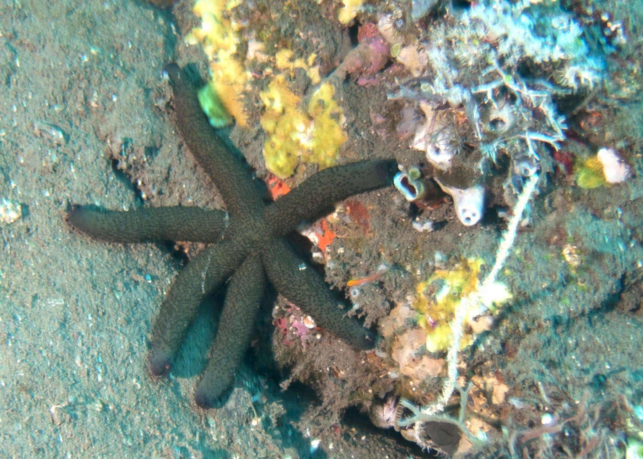 Ray of Hope Expedition: Dive Adventure in Komodo