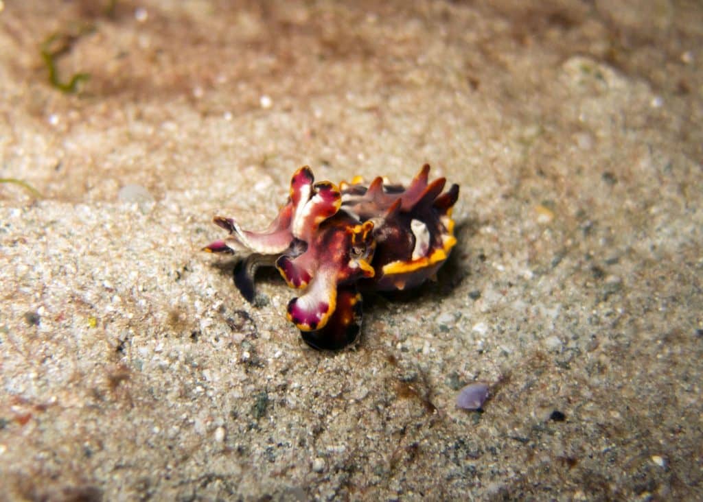 Colorful Pink Beach Beauties and the Best Night Dive Ever!