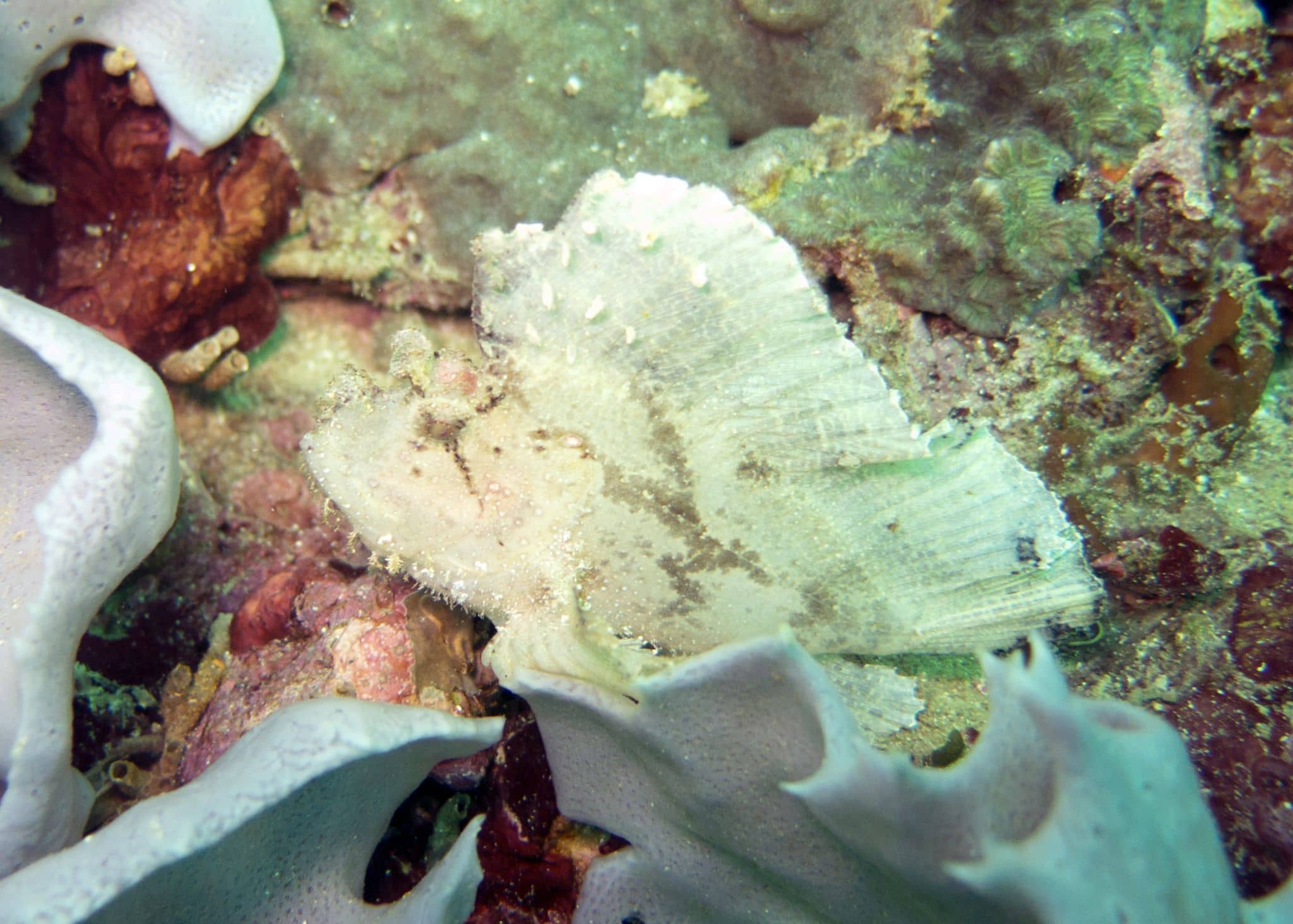 Colorful Pink Beach Beauties and the Best Night Dive Ever!