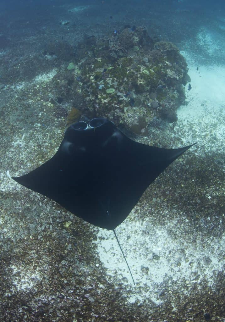 Fab Photo Friday: Reef Mantas in Komodo National Park