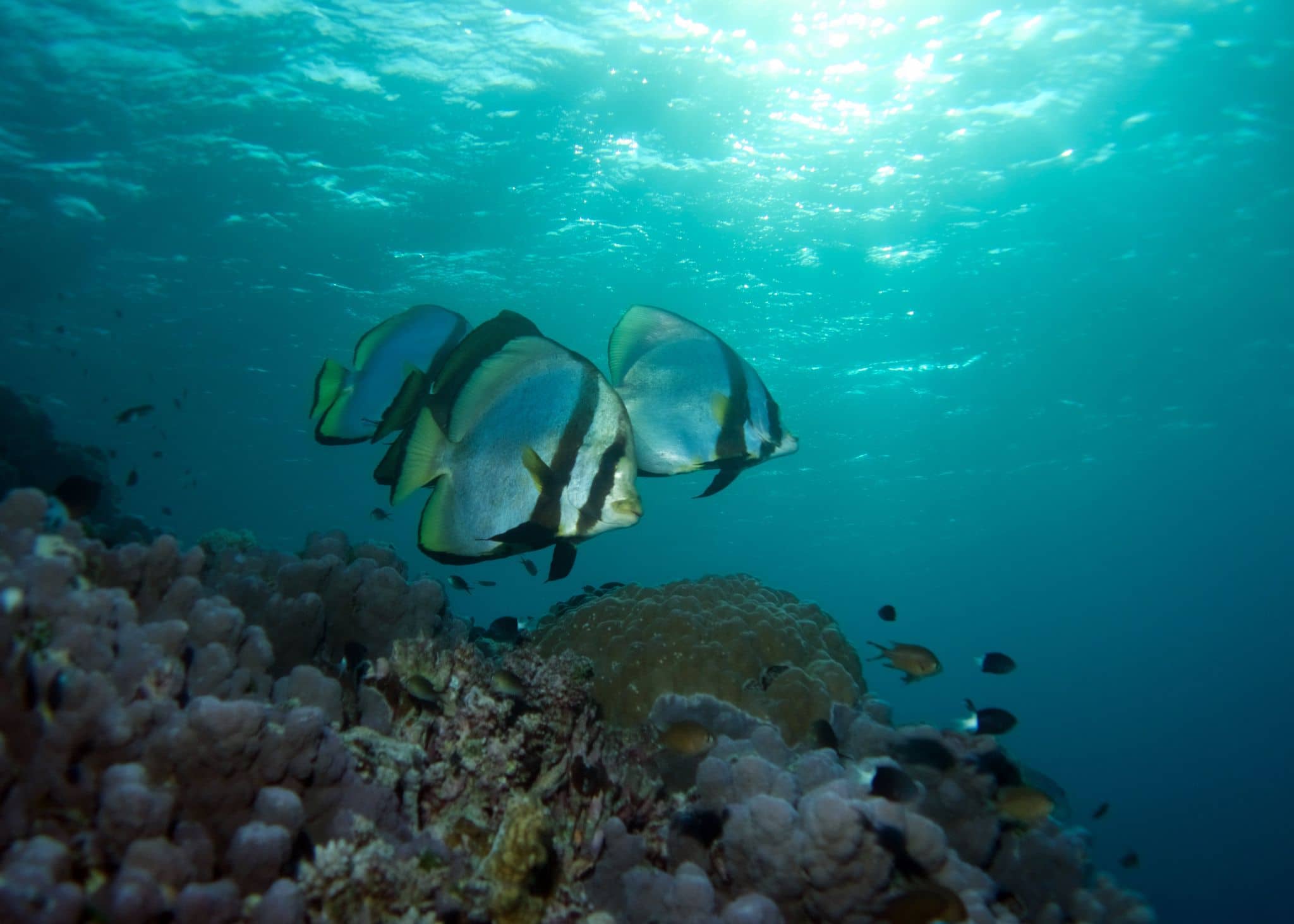 What it is like diving the Ribbon Reefs on the Great Barrier Reef!
