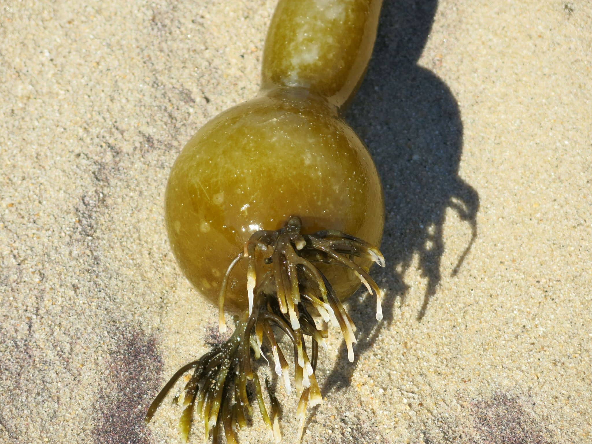 The Star of this week's Fab Photos Friday is Carmel-by-the-Sea, CA