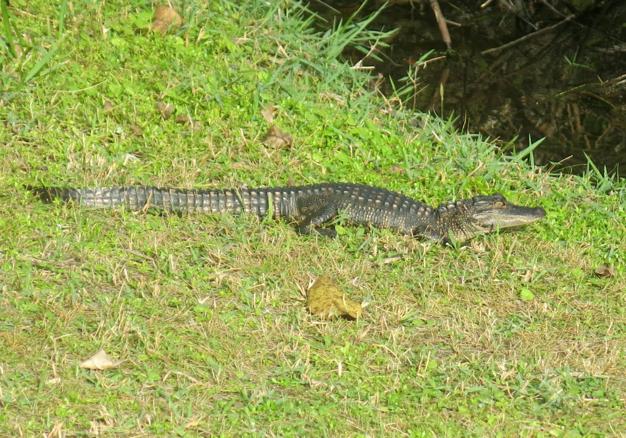 How Would You Like to Spend a Day in Everglades National Park ...