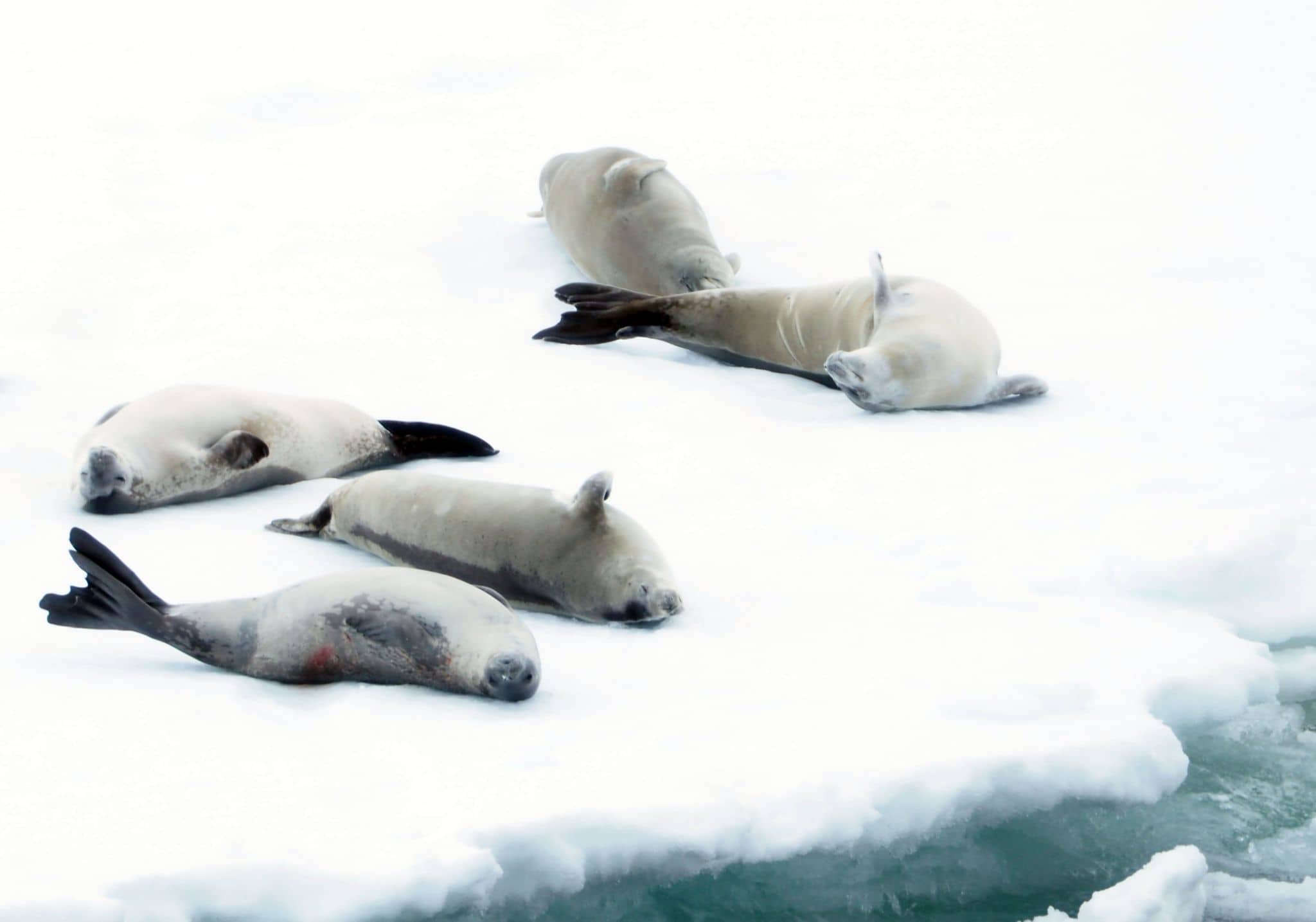 Exploring Antarctica on the Lindblad NatGeo Explorer was an Adventure