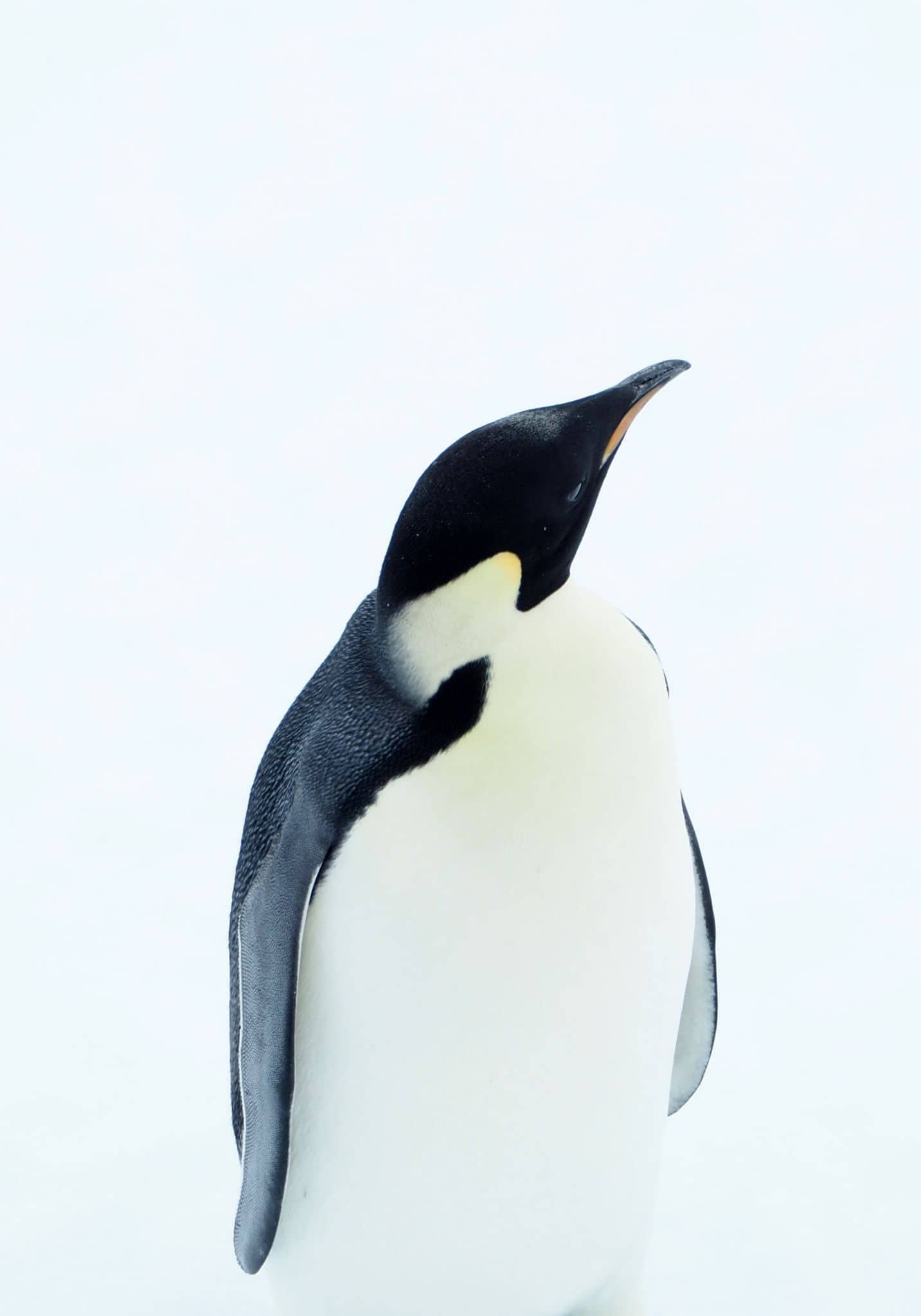 Exploring Antarctica on the Lindblad NatGeo Explorer was an Adventure