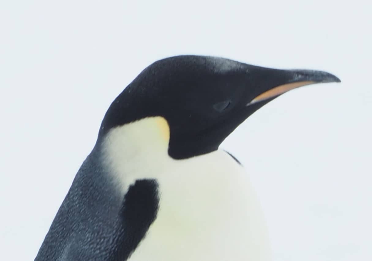 Exploring Antarctica on the Lindblad NatGeo Explorer was an Adventure