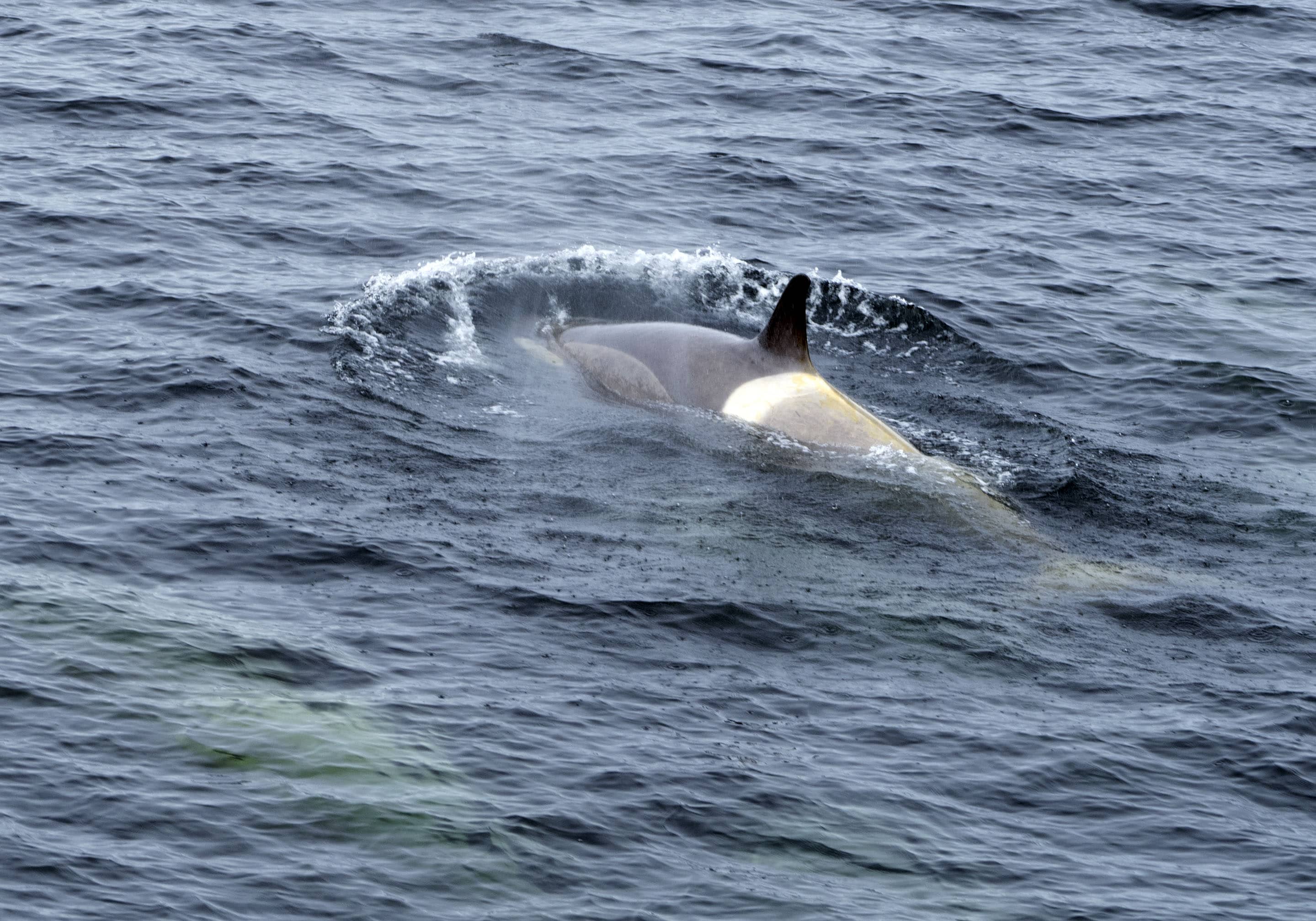 Day 6 in Antarctica and Incredible Sightings of Orcas! | TRAVELS WITH TAM