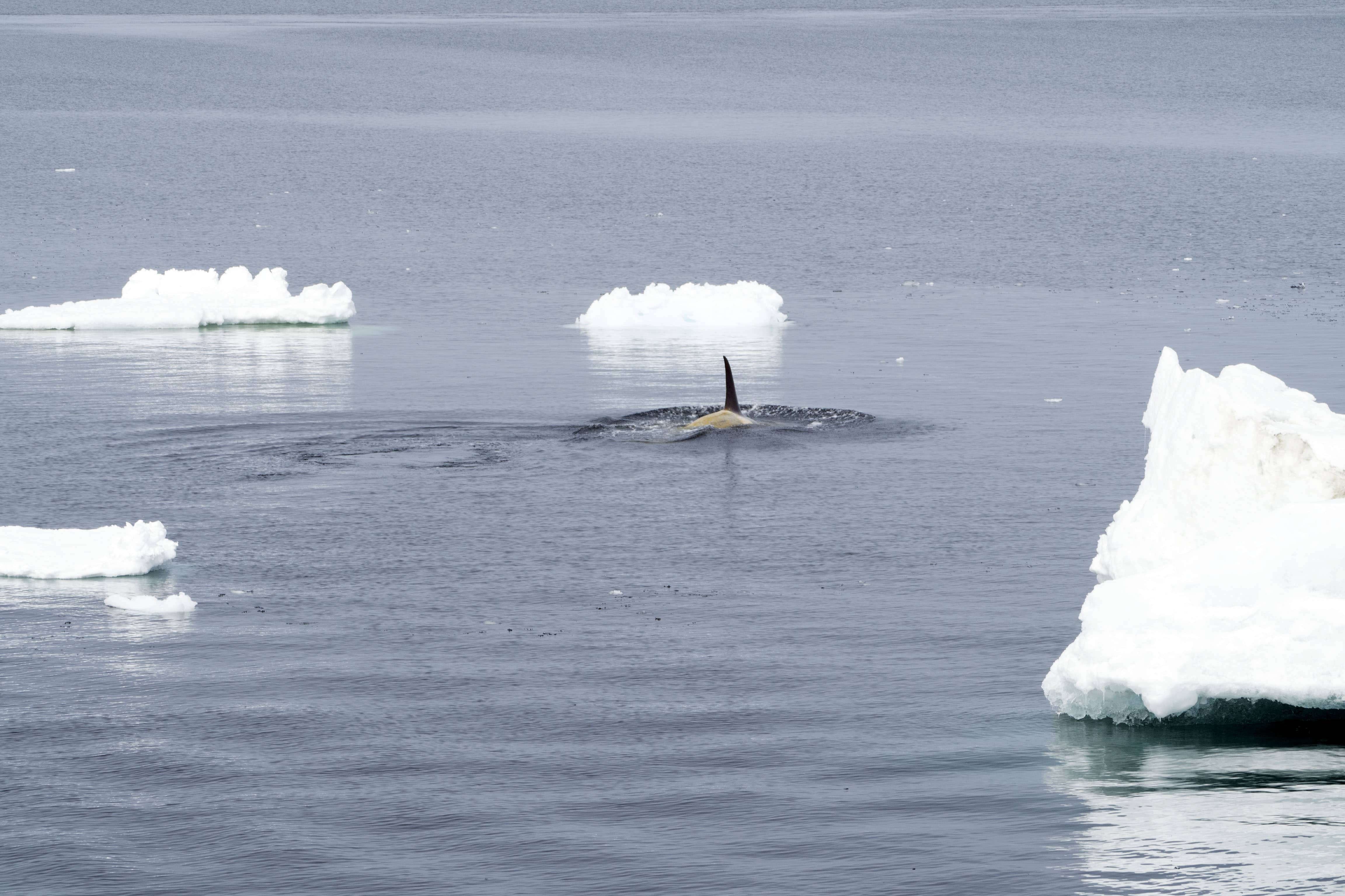Day 6 in Antarctica and Incredible Sightings of Orcas! | TRAVELS WITH TAM