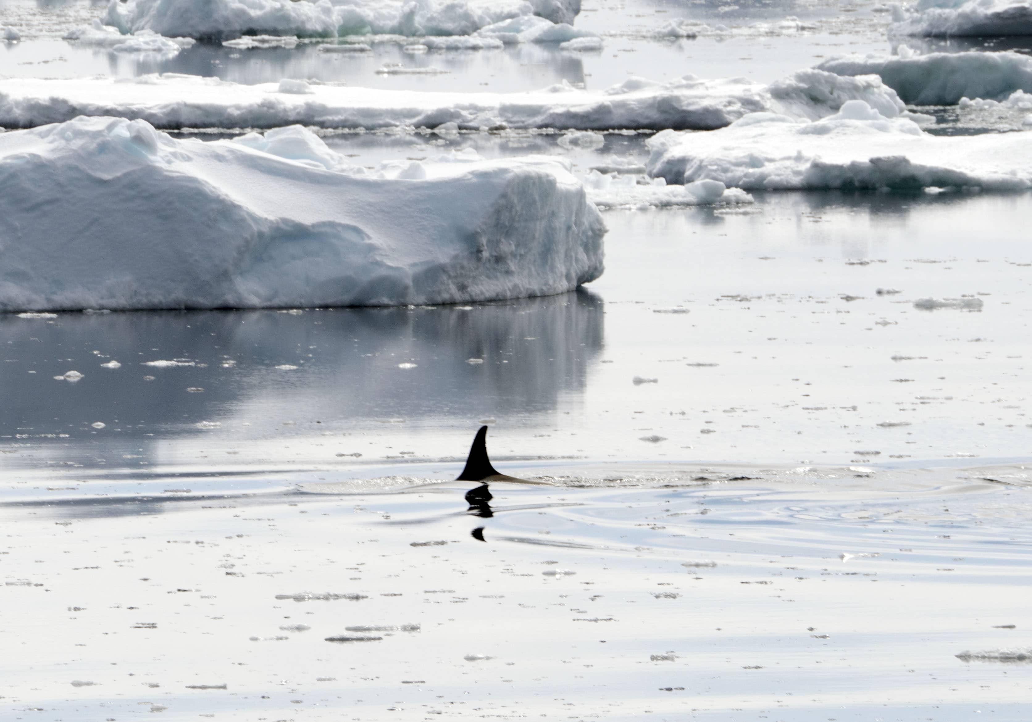 Day 6 in Antarctica and Incredible Sightings of Orcas! | TRAVELS WITH TAM