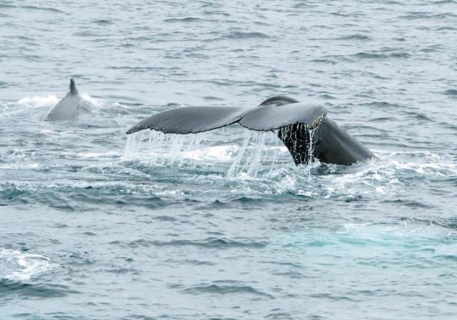 Day 5 in Antarctica with the Weddell Seals and Awesome Humpback Whales!