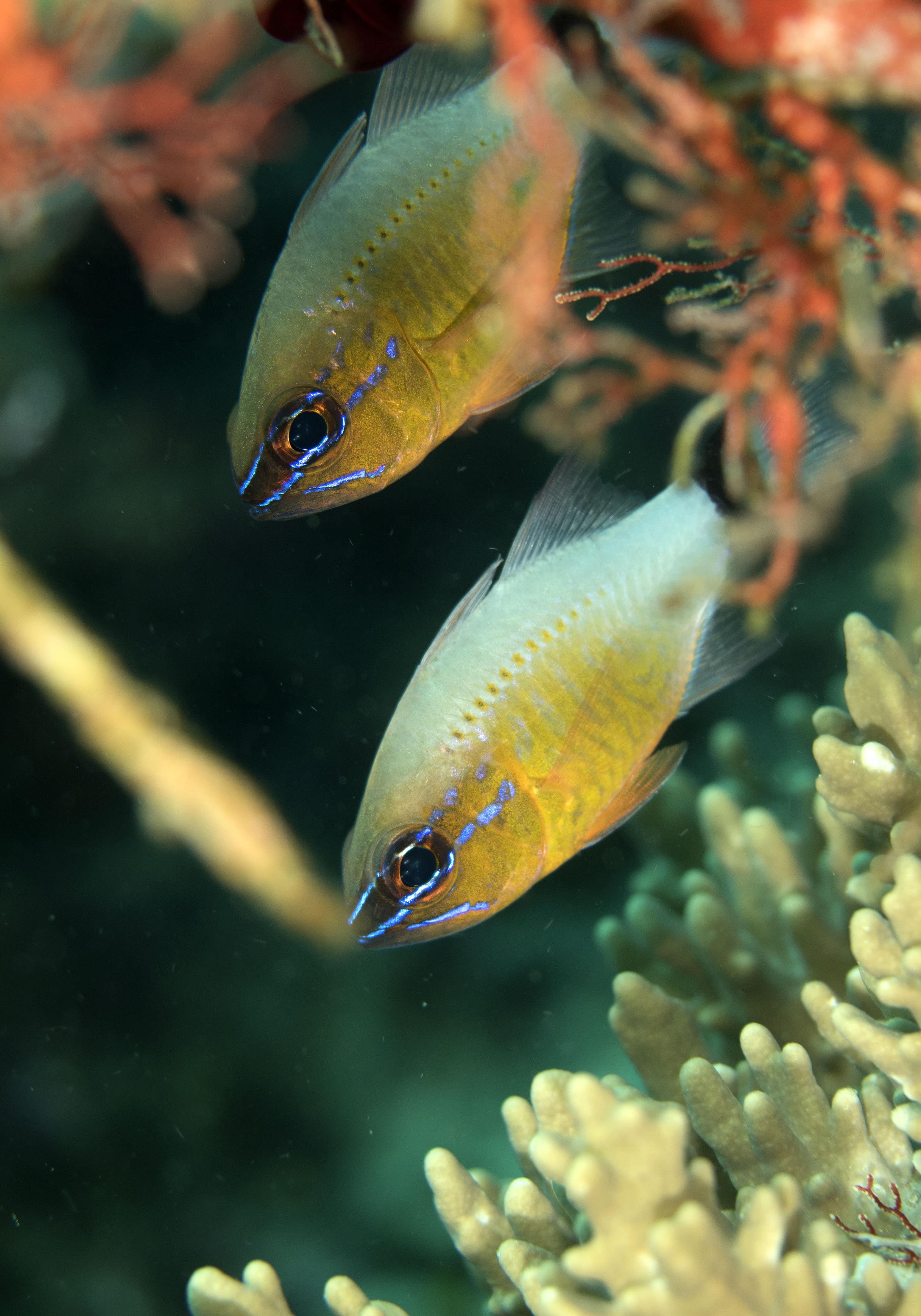 Diving Day 4 in Fabulous Raja Ampat! | TRAVELS WITH TAM