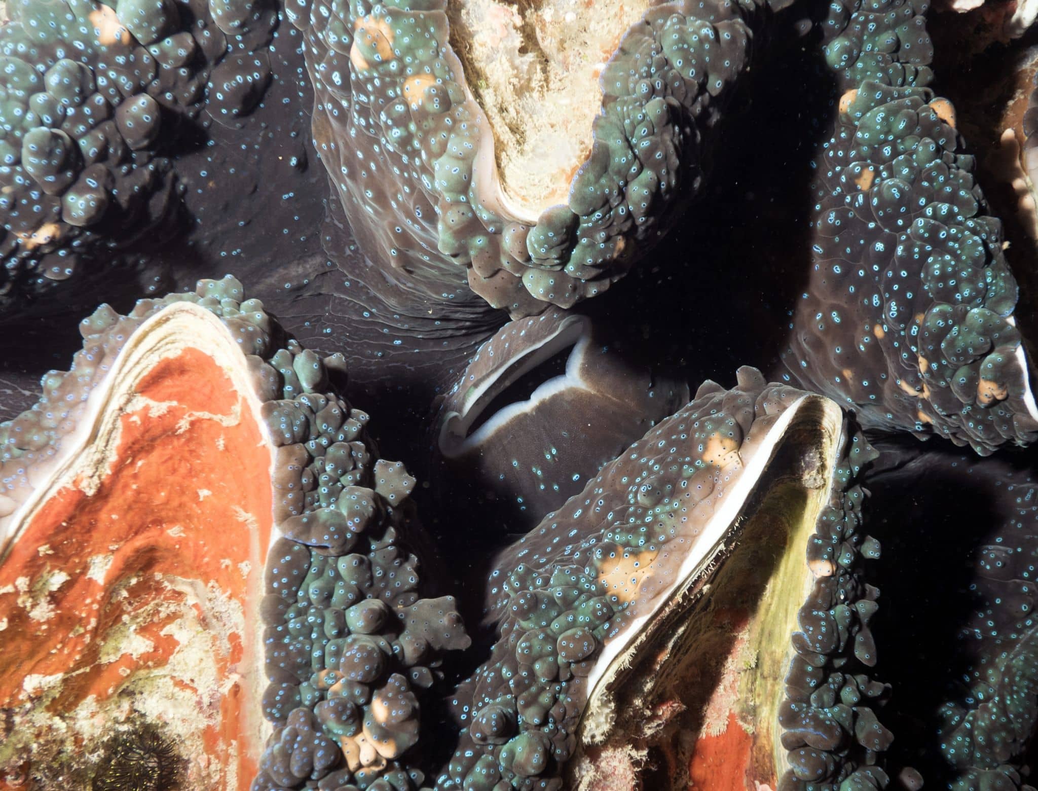 Our Last Day In Raja Ampat was the Most Colorful Yet! | TRAVELS WITH TAM