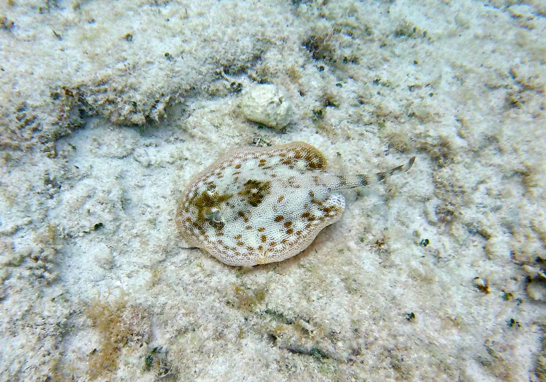 I Love Introducing People to the Wonders of the Ocean | TRAVELS WITH TAM