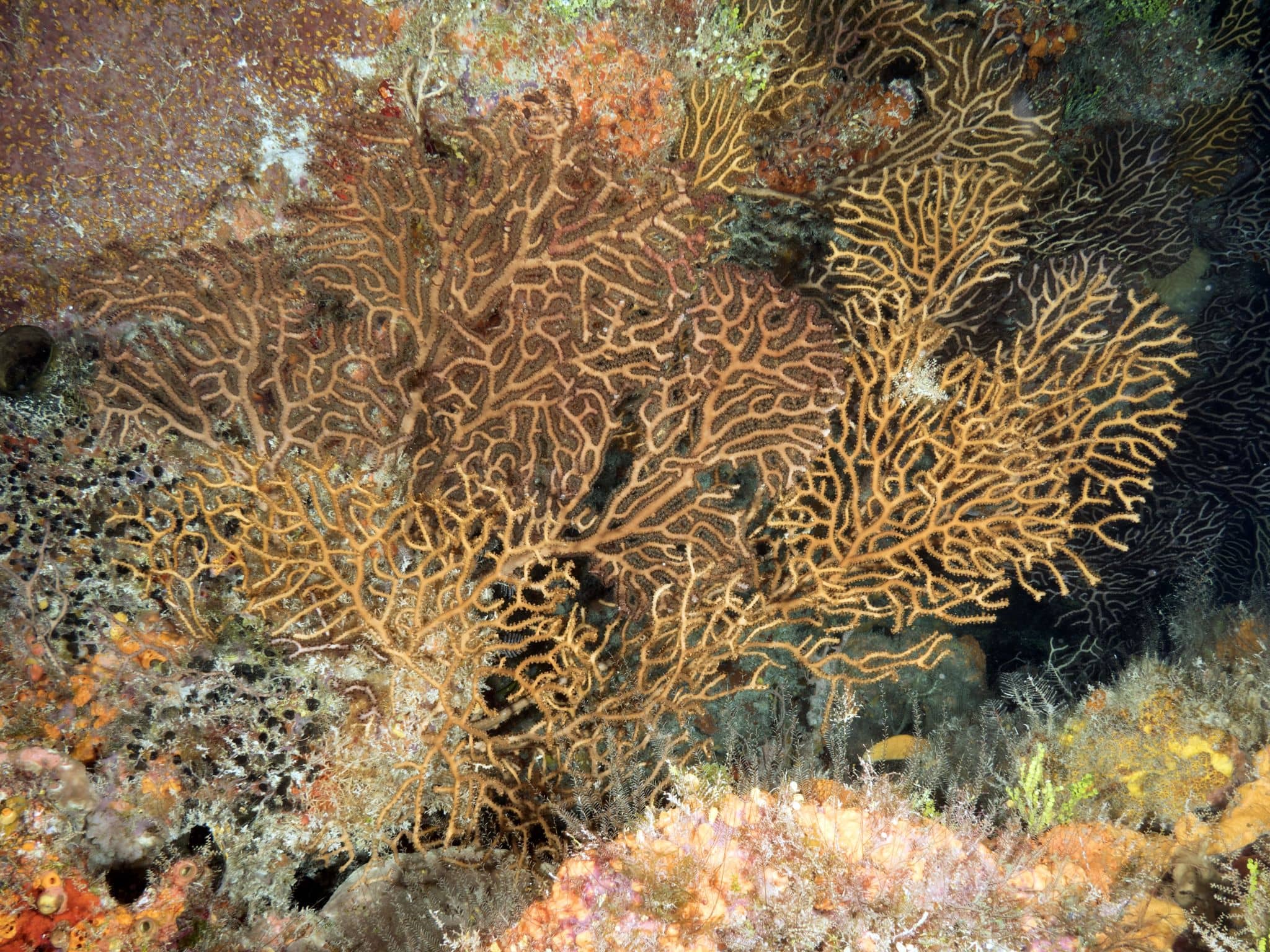 Columbia Deeps and Columbia Shallows are Sensational Dives on Cozumel ...
