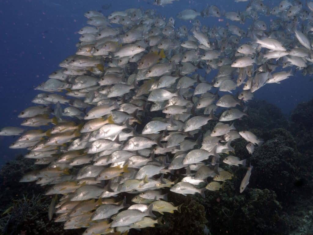 Columbia Deeps and Columbia Shallows are Sensational Dives on Cozumel ...