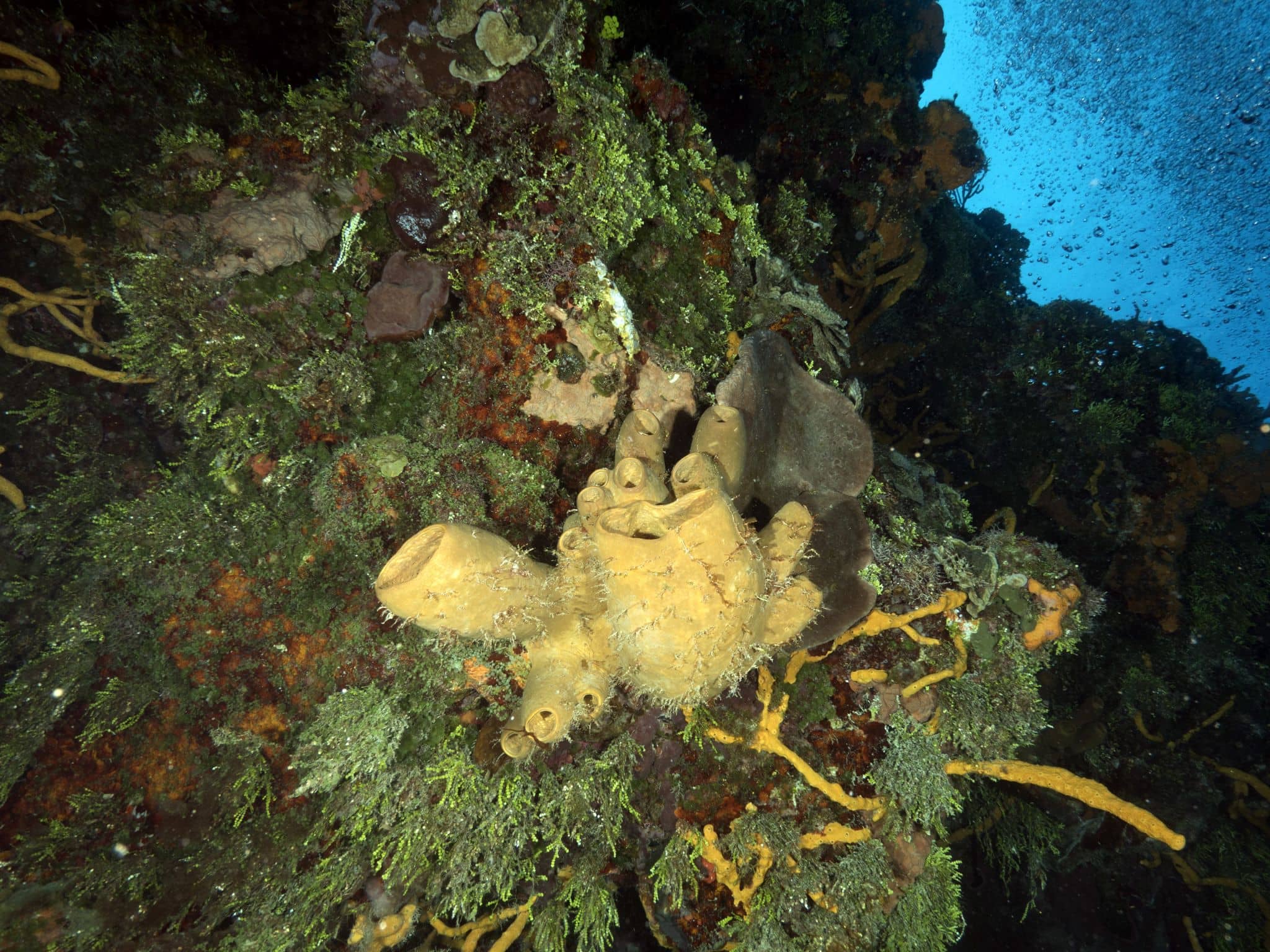 Columbia Deeps and Columbia Shallows are Sensational Dives on Cozumel ...