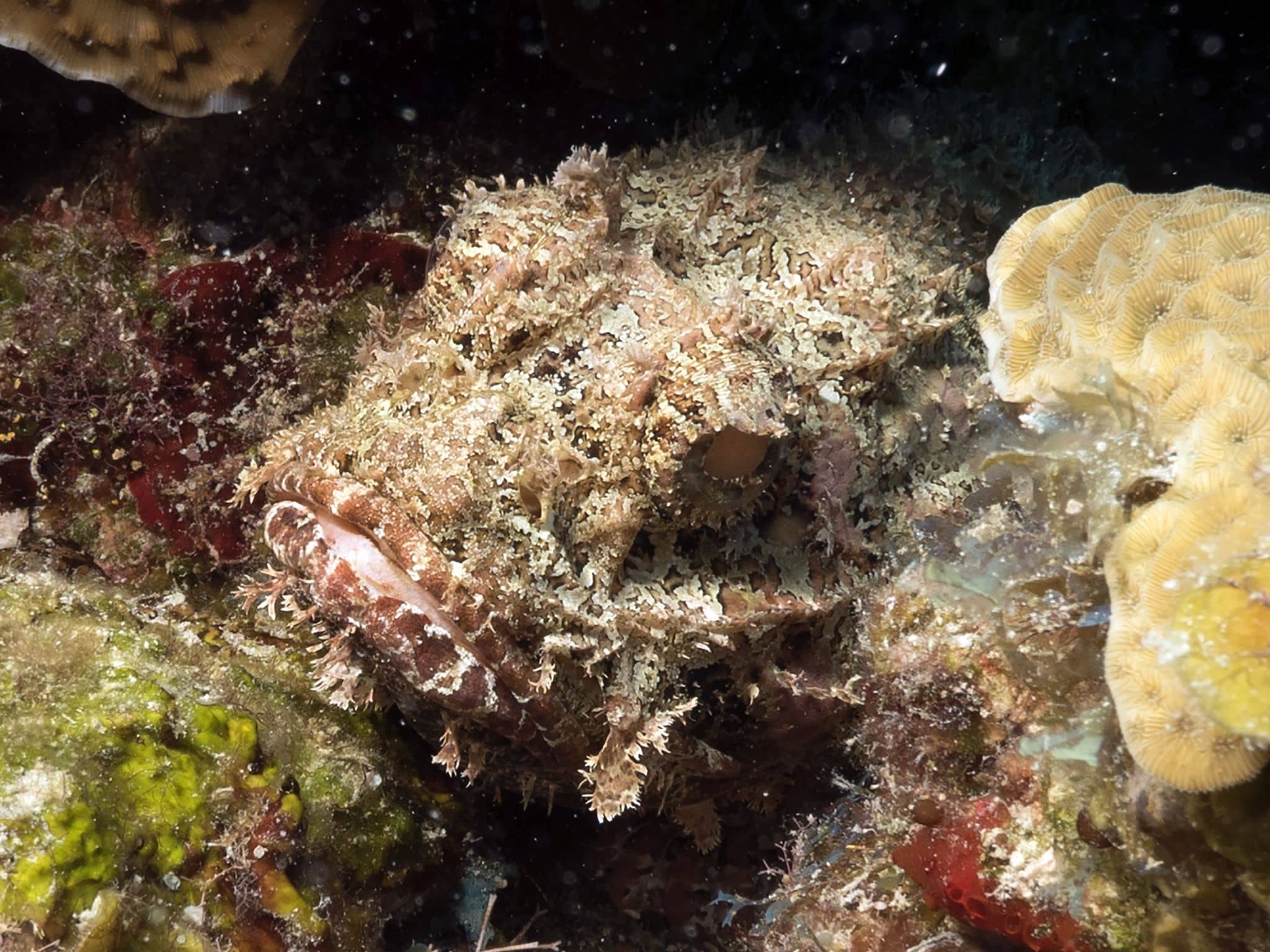 Columbia Deeps and Columbia Shallows are Sensational Dives on Cozumel ...