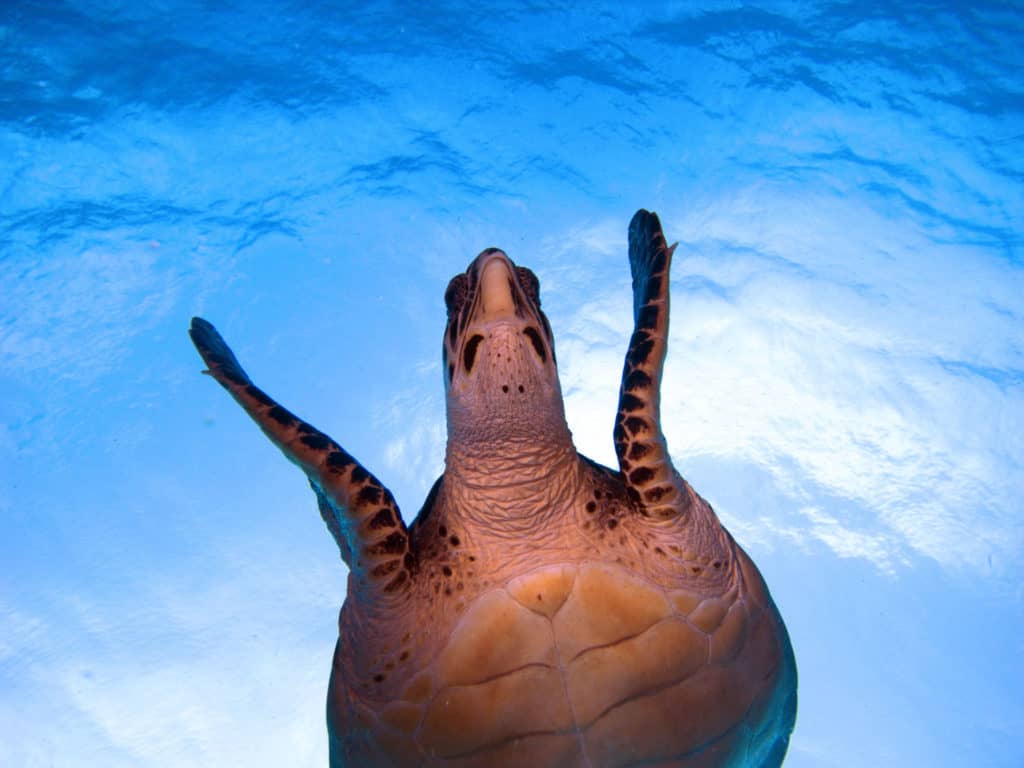 Two of the Best Dive Sites in Cozumel are full of Sea Turtles ...