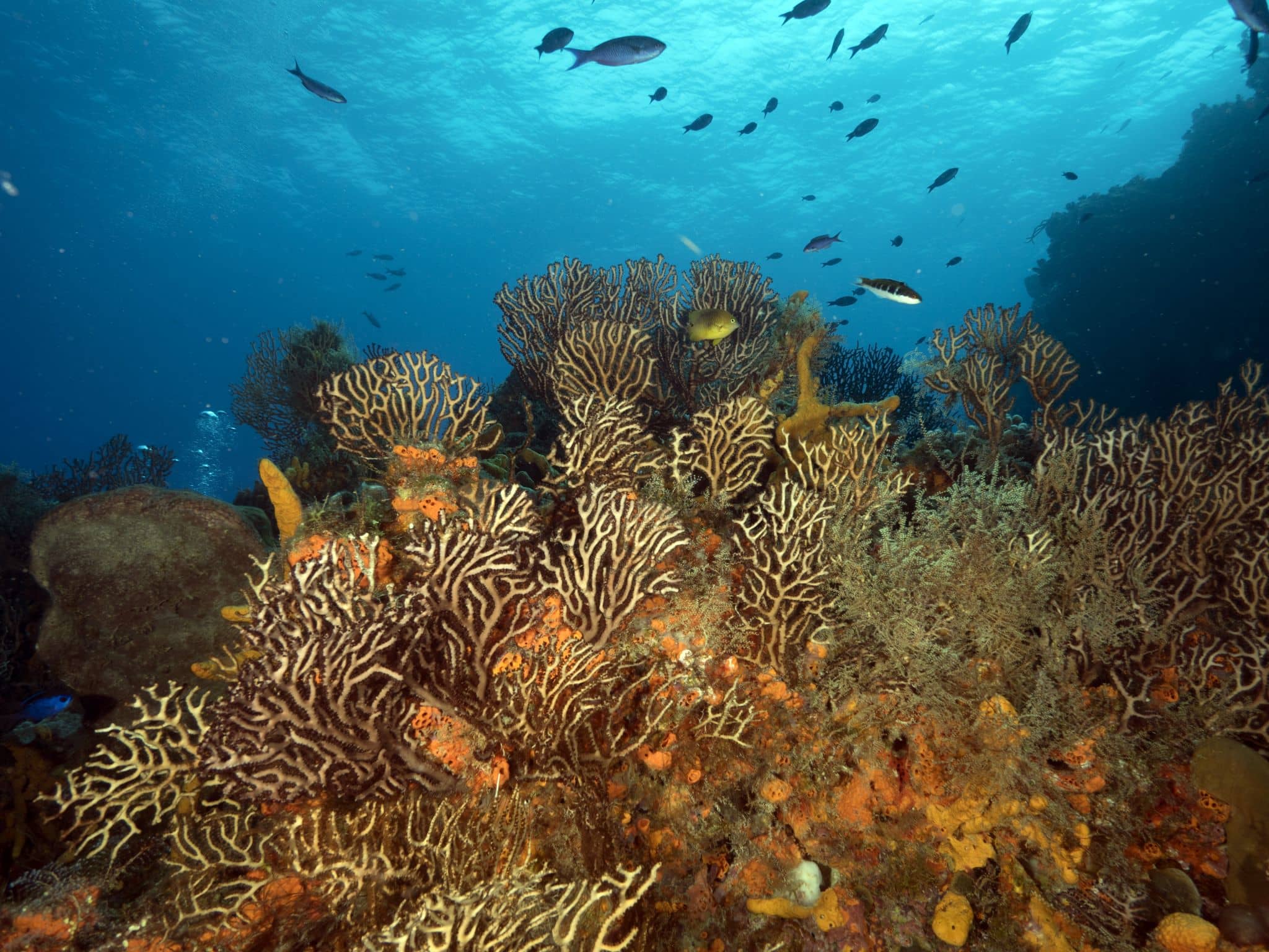 Two of the Best Dive Sites in Cozumel are full of Sea Turtles ...
