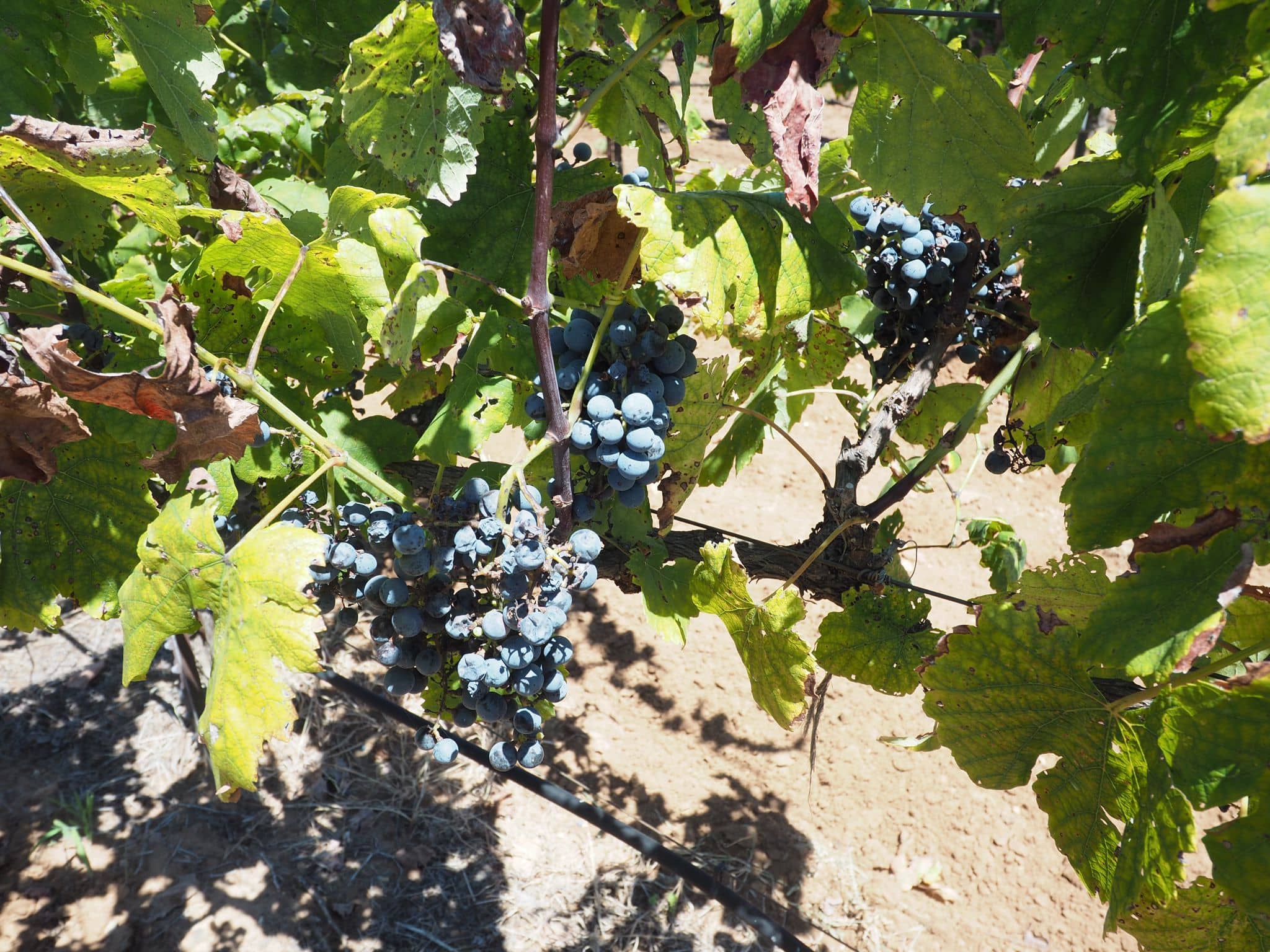 Have You Ever Been to a Grape Stomp? Amazing fun! | TRAVELS WITH TAM