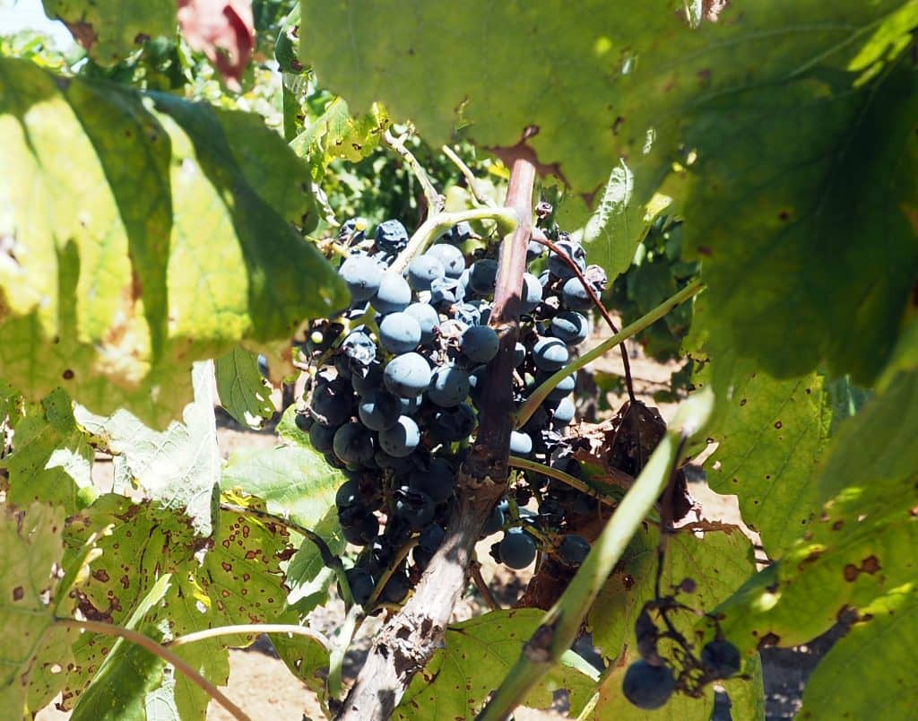 Have You Ever Been to a Grape Stomp? Amazing fun! | TRAVELS WITH TAM