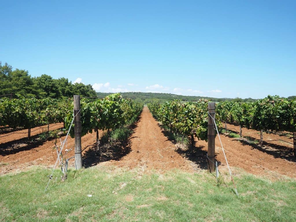 Have You Ever Been to a Grape Stomp? Amazing fun! | TRAVELS WITH TAM