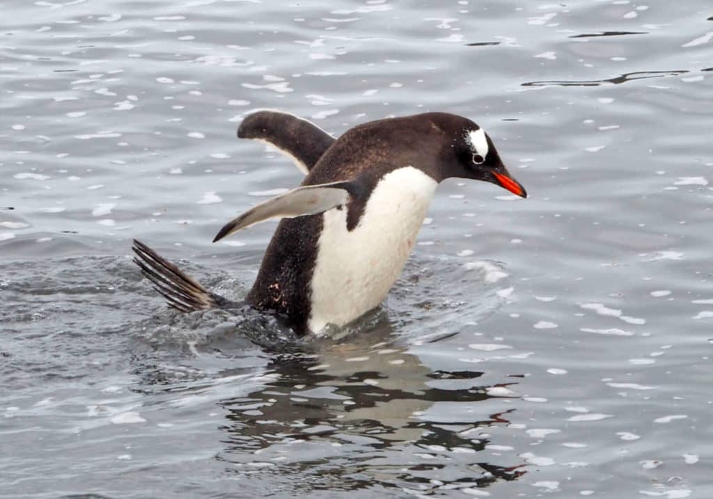 Here are 5 Penguin Species You Won't Want to Miss When You Travel ...