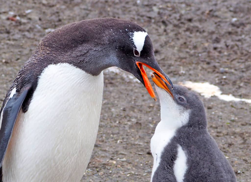 Here are 5 Penguin Species You Won't Want to Miss When You Travel ...