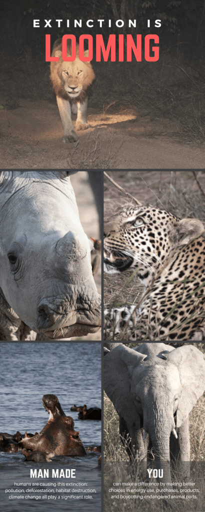 It is World Animal Day, and Extinction is Looming | TRAVELS WITH TAM