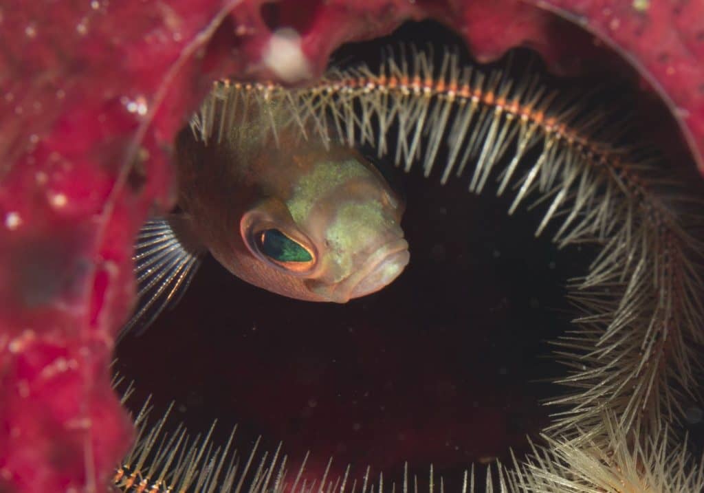 Do you love the Little Creatures in the Sea? You'll find them in ...