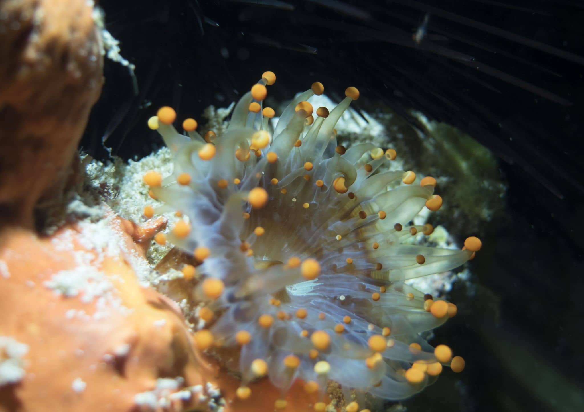 Do you love the Little Creatures in the Sea? You'll find them in ...