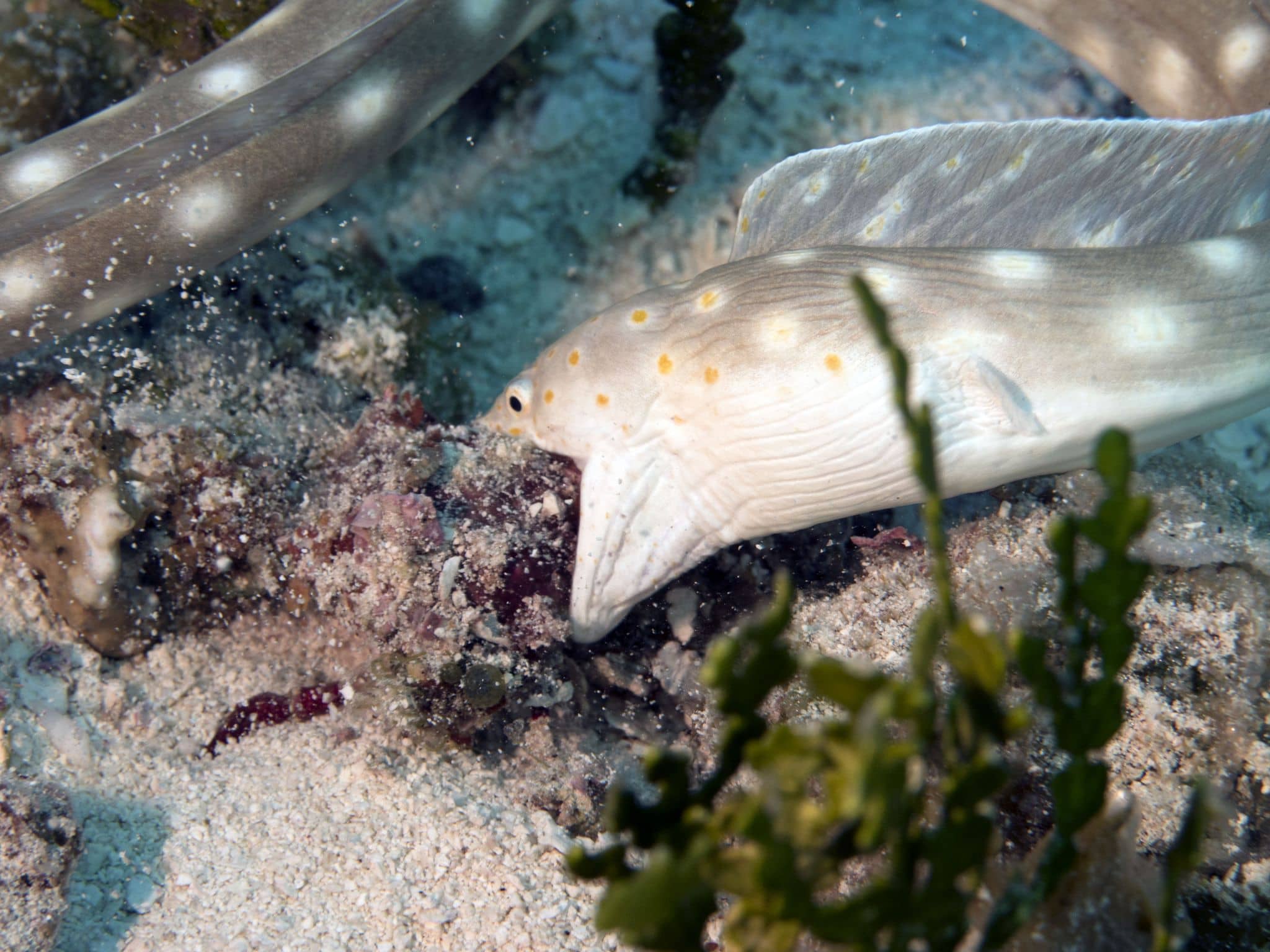 My Best Animal Encounters of 2018! | TRAVELS WITH TAM