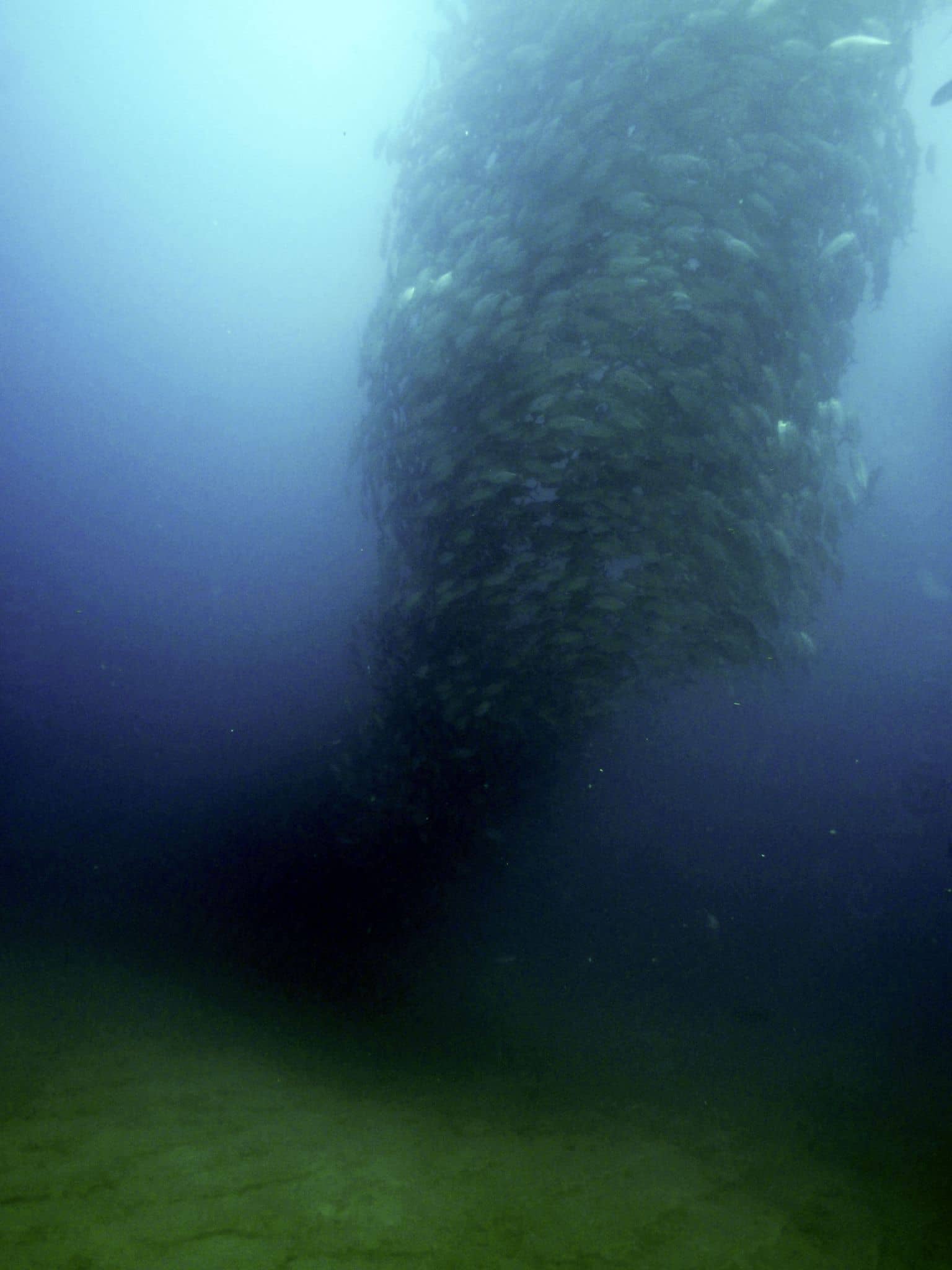 Have you ever seen a Tornado of Fish? It is Amazing! | TRAVELS WITH TAM