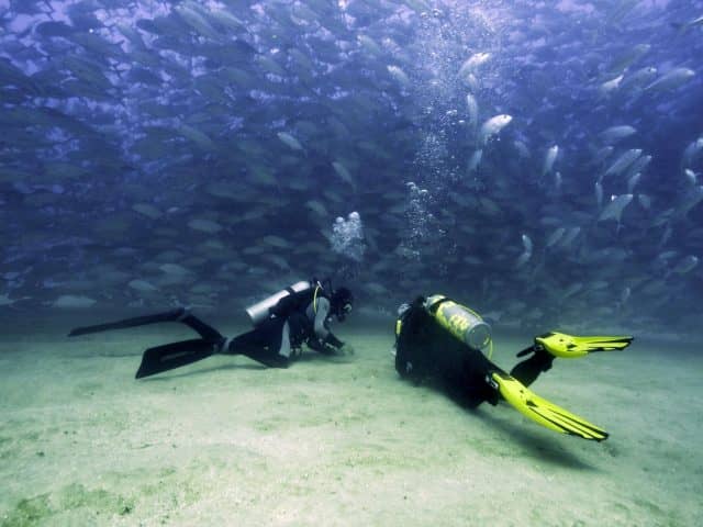 Have you ever seen a Tornado of Fish? It is Amazing! | TRAVELS WITH TAM