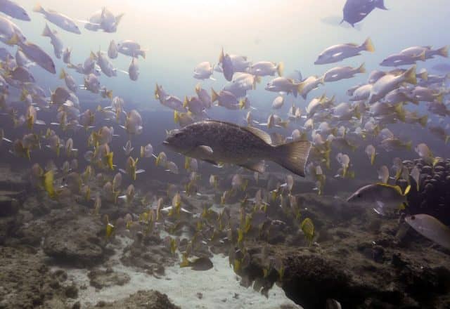 Have you ever seen a Tornado of Fish? It is Amazing! | TRAVELS WITH TAM