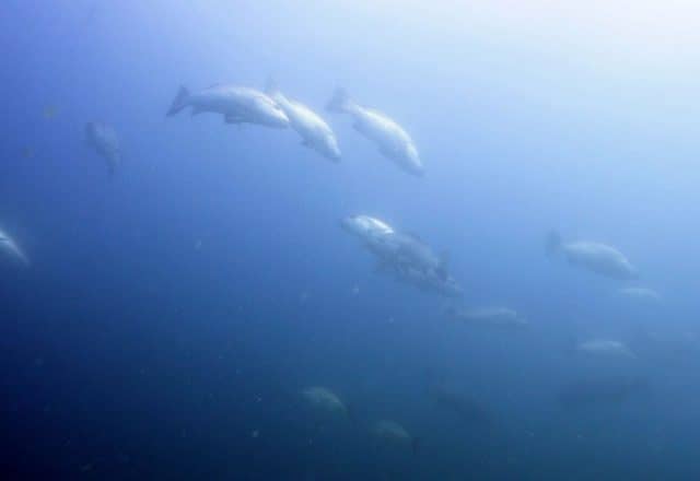 Have you ever seen a Tornado of Fish? It is Amazing! | TRAVELS WITH TAM