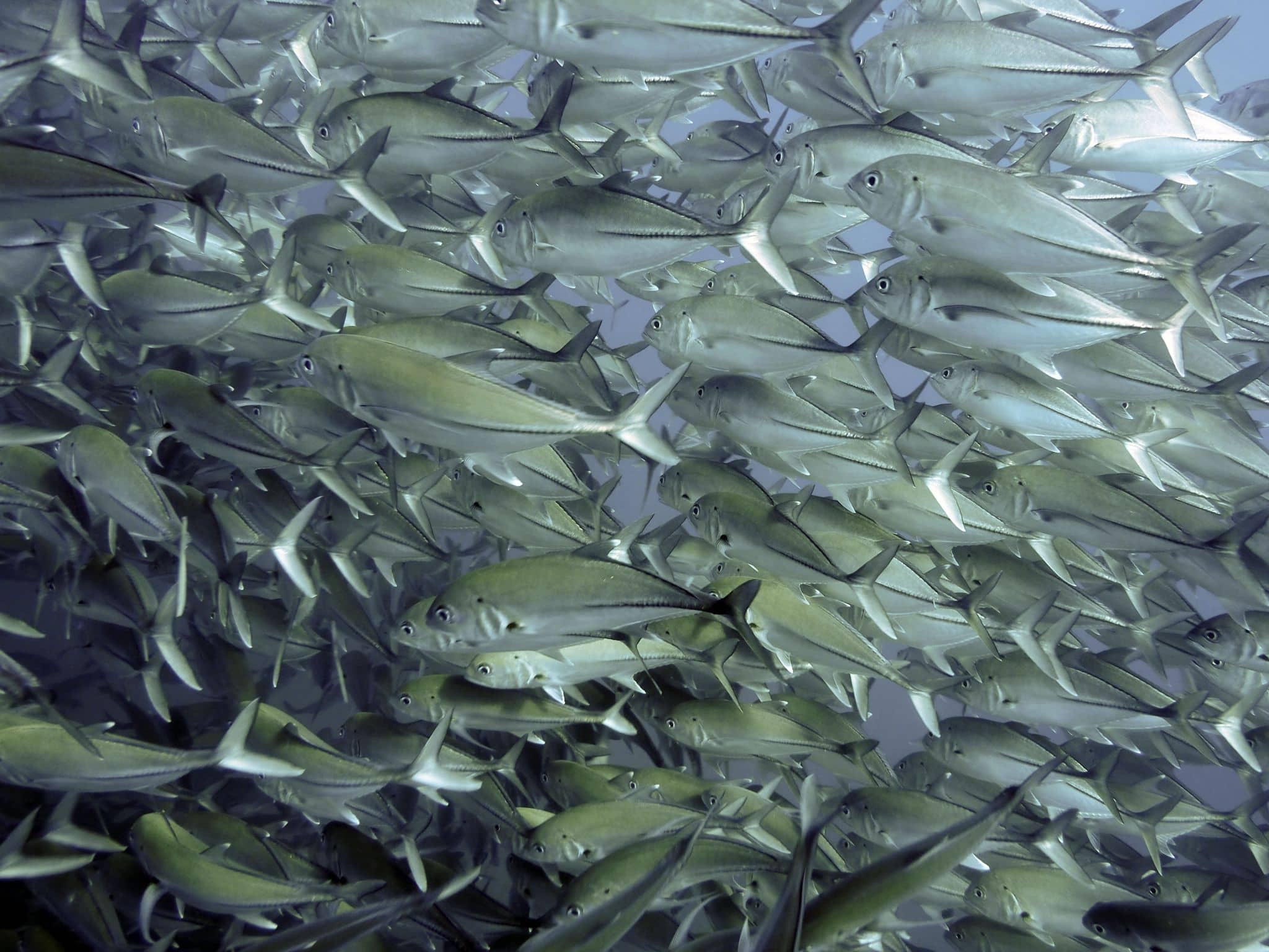 Have you ever seen a Tornado of Fish? It is Amazing! | TRAVELS WITH TAM