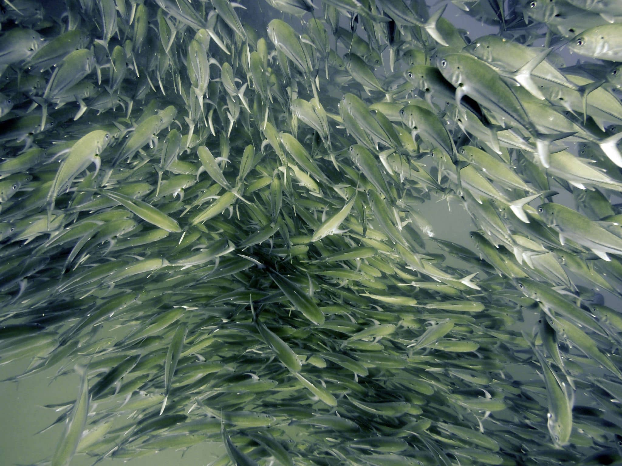 Have you ever seen a Tornado of Fish? It is Amazing! | TRAVELS WITH TAM